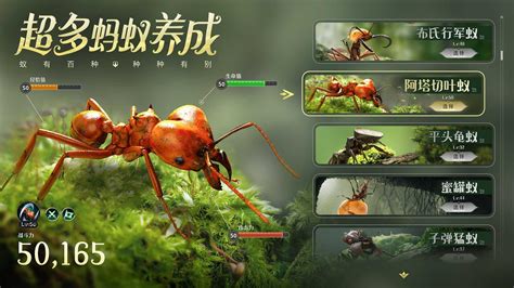 大寒大寒到了春天近了 小小蚁国 真实蚂蚁世界资讯 小米游戏中心