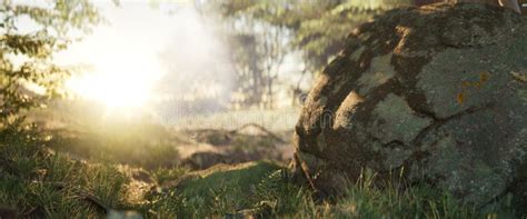 A Serene 3d Animation Of A Deciduous Forest Featuring Towering Oak