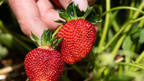 Erdbeeren Düngen So Erfreuen Sie Sich Im Nächsten Jahr Einer Großen