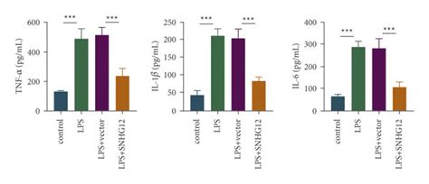 Snhg12 Ameliorates Lung Endothelial Cell Injury The Overexpressed
