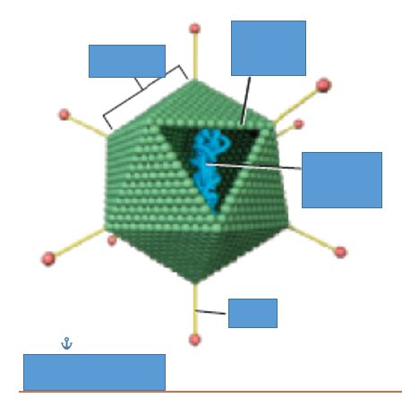 Identifying Viruses 2 Diagram Quizlet
