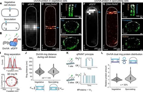 Using Dna Paint Super Resolution Microscopy Il Photonics