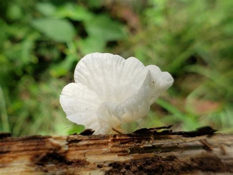 White Mushroom Growing On A Decomposed Log Stock Image Image Of