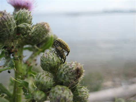 Sex On The Beach Feat Canada Thistle Bud Weevils Larinus Carlinae