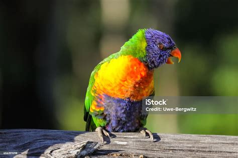 야생에서 화려한 무지개 Lorikeet의 닫기 0명에 대한 스톡 사진 및 기타 이미지 0명 귀여운 노랑 Istock