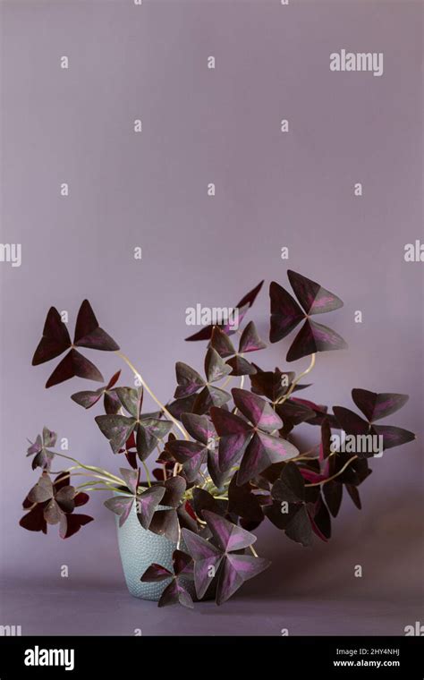 Vertical Closeup Shot Of Oxalis Triangularis Flowers With A Purple Wall Background Stock Photo