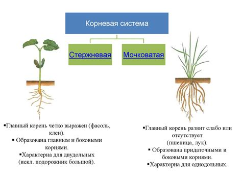 Органы растений презентация онлайн