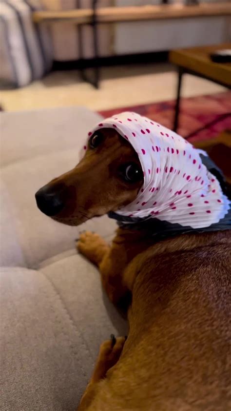 کلیپ بامزه ری اکشن سگ به پارک رفتن