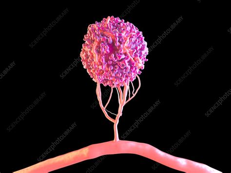 Blood Vessel Formation Illustration Stock Image C0342572