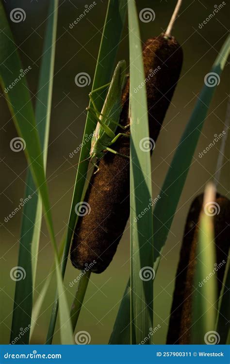 Grasshopper At The Lake Stock Image Image Of Background 257900311