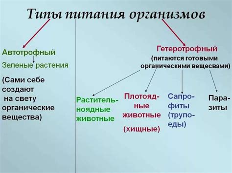 Питание и пищеварение у простейших и беспозвоночных животных 8 кл
