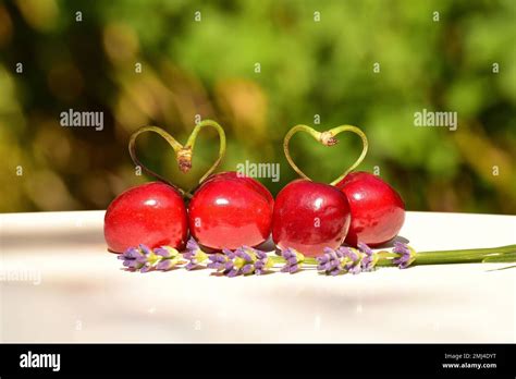 Sour Cherry Prunus Cerasus Prunus Cerasus Whose Styles Form A Heart