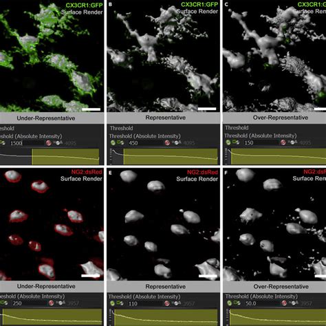 Creating A Surface Render That Accurately Represents The Cell