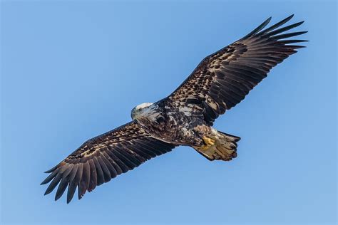 Bald Eagle Flight 3 Photograph By Morris Finkelstein Pixels