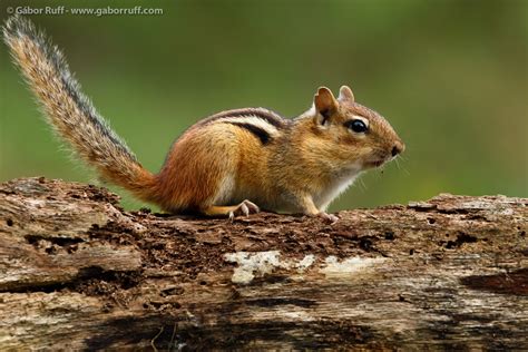 Eastern Chipmunk Gábor Ruff