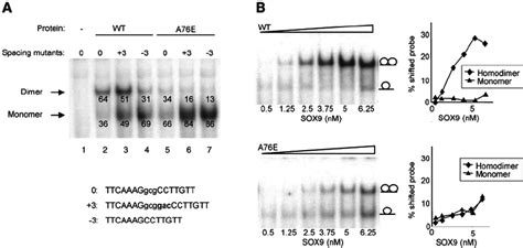 Analysis Of Cooperative Binding Of Sox9 Proteins To The Col11a2