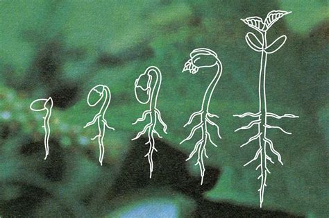 Accelerator Vs Incubator Comparing Benefits For Biotechs