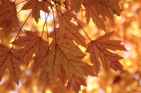 Flickr Friday Fall Flickr