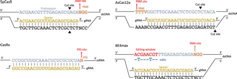 A Comprehensive Bioconductor Ecosystem For The Design Of Crispr Guide Rnas Across Nucleases And A Comprehensive Bioconductor Ecosystem For The Design Of Crispr Guide Rnas Across Nucleases And
