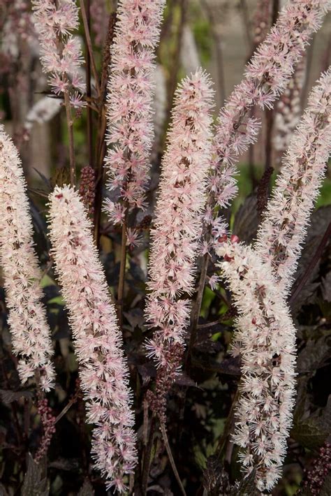 Actaea Simplex Atropurpurea Group Andcarbonellaand Baneberry