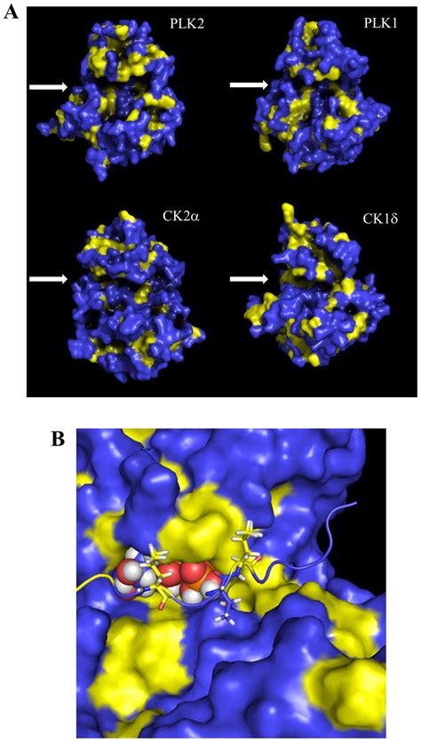 In Silico Analysis Of Substrate Binding Zone Of Plk2 A Hydrophobic
