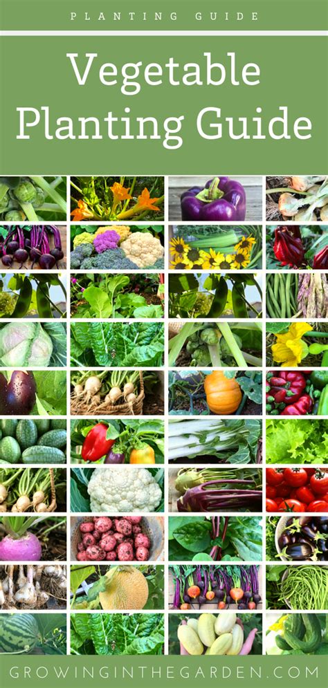 Vegetables That All Come From The Same Plant At Germaine Dunham Blog