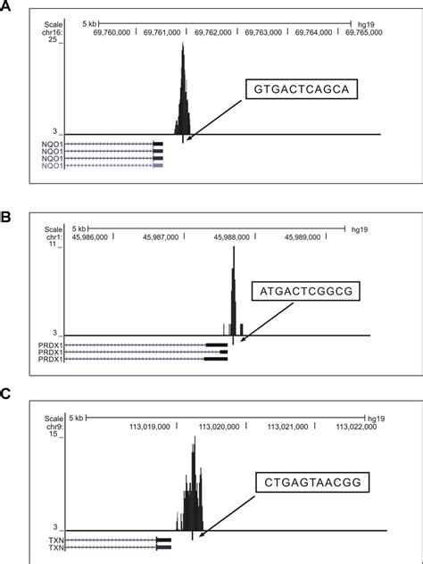 Visualization Of Nrf2 Binding Sites Obtained From The Ucsc Genome