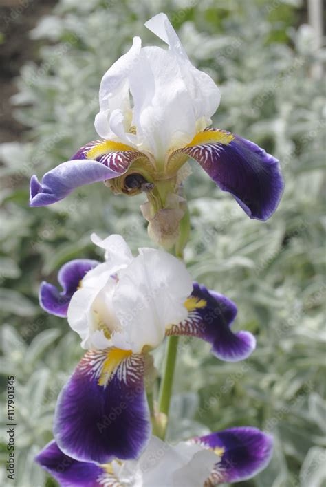 iris Stock-Foto | Adobe Stock