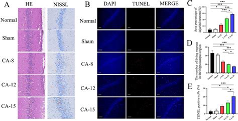 Brain Histopathology A He Staining And Nissl Staining In The