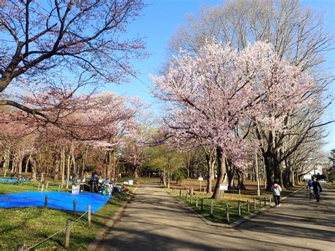 サクラの開花状況 5分7分咲き 円山公園