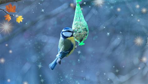 Sikora Modra Podczas Jedzenia