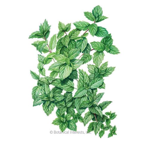 Common Mint Seeds Epic Gardening