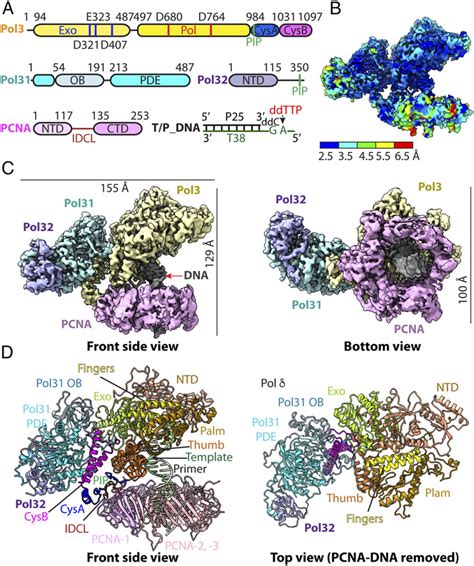 Cryo Em Structure Of The Sc Pol δ Pcna Dna Ternary Complex A