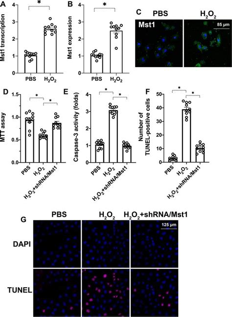 Mst1 Promotes Apoptosis In Oxidative Stress Induced Ra Flss A