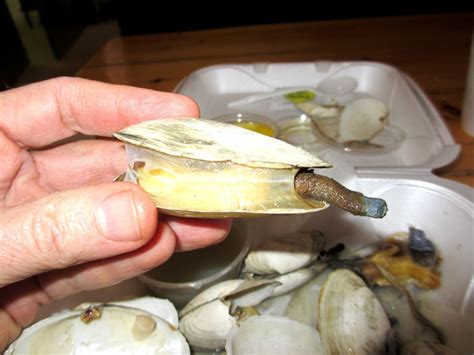 Cannundrums Dans Clam Stand Crystal River