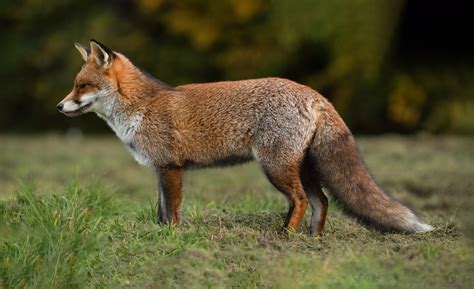 Fox Eduard F Niga Photography