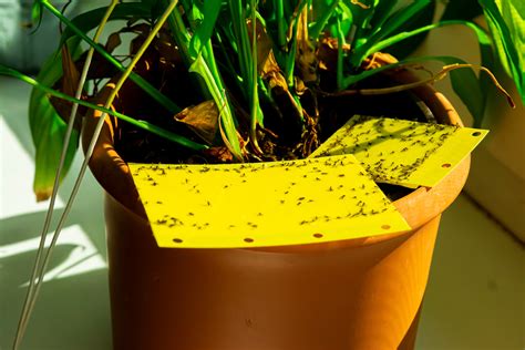 How To Get Rid Of Gnats During The Holiday Season