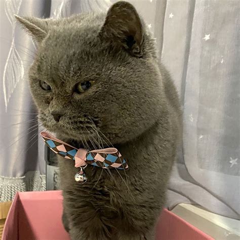 Badu Bg Аксесоари за котки коте папийонка вратовръзка лента за врата панделка за котка