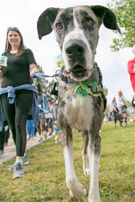 San Diego Humane Societys Walk For Animals — North County Is Canceled