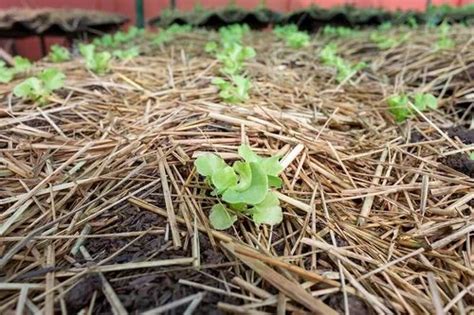 Biodegradable Waste Composting Service In Santhosapuram Chennai