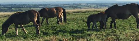 Explore Exmoor While Staying In One Of Our Wonderful Bed And Breakfasts