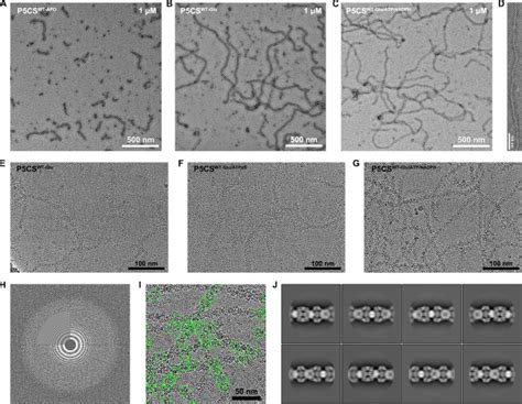 Structural Basis Of Dynamic P5cs Filaments Pmc
