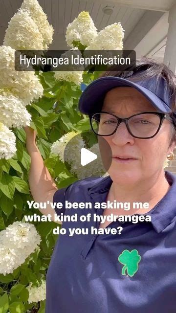 Climbing Hydrangea Artofit