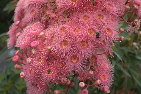 My Favourite Grafted Dwarf Eucalyptus Ficifolia Mallee Design