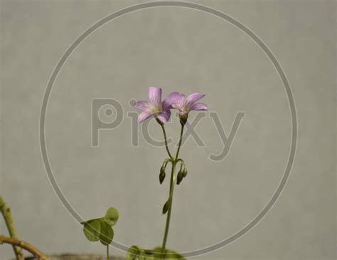 Image Of Beautiful Closeup Photograph Of Flowers Sc374446 Picxy