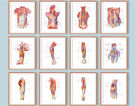 12 Muscles Anatomy Posters Human Body Structure Medical Art Massage