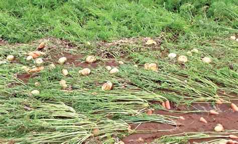 Heavy Rain Lashes Coimbatore Disrupts Life