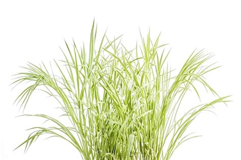 Lush Green Grass Blades Isolated On White Background Premium Ai
