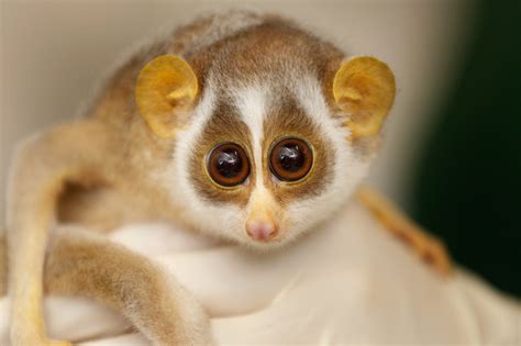 È Nato Un Lori Lento Il Post