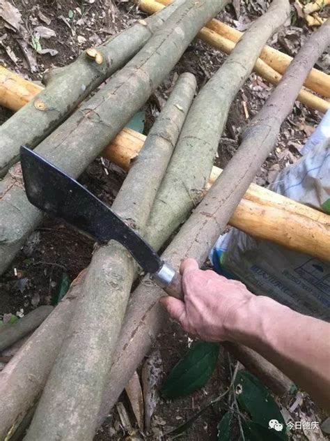 德庆大山割桂皮全程实拍小孩老人带着几十年的工具齐出动，一担担桂皮从山上挑回家 搜狐大视野 搜狐新闻